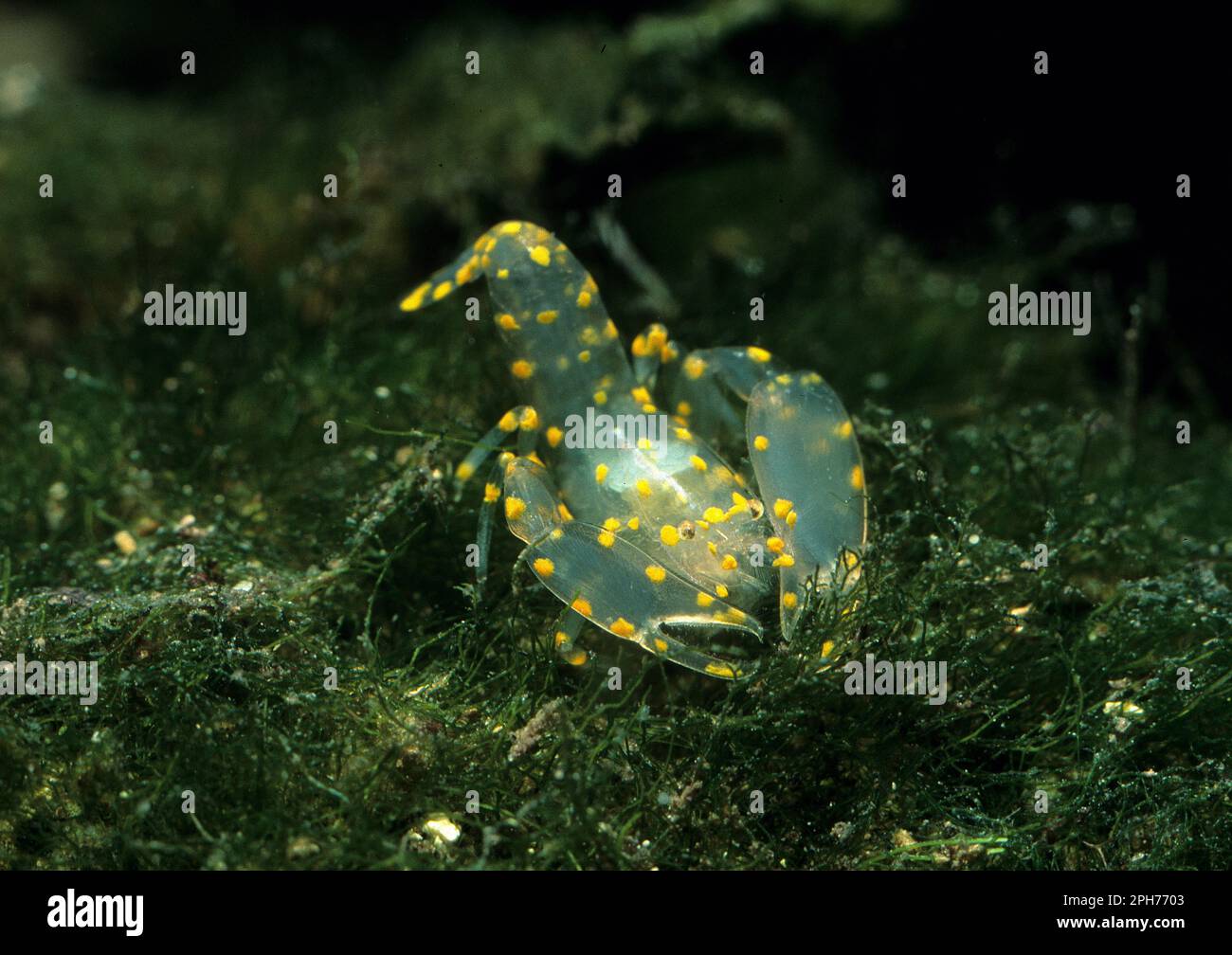 Shrimp (Pontonia Flavomaculata). This tiny transparent-bodied shrimp ...