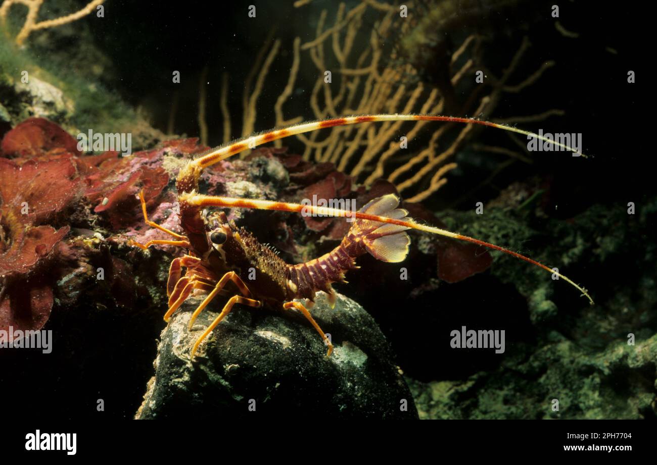Crawfish or spiny lobster. Aragosta (Palinurus elephas) Alghero, SS ...