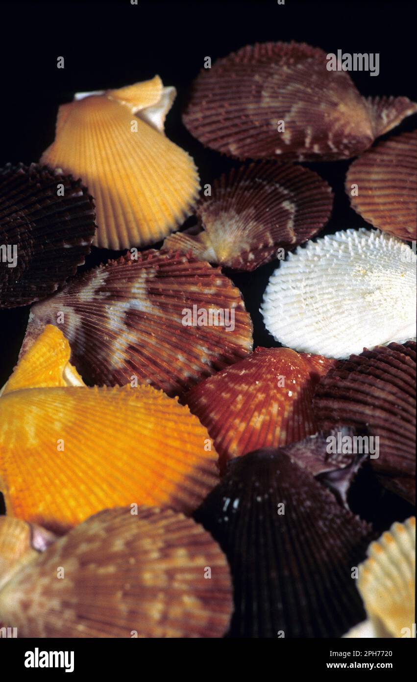 Pettini, Chlamys varia. Mediterraneo Stock Photo - Alamy