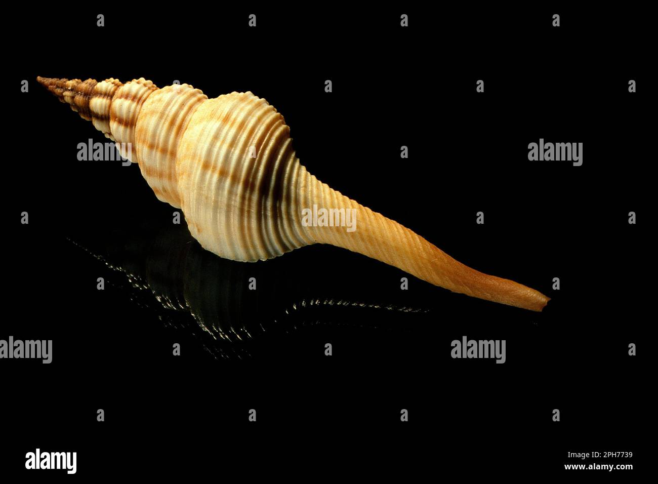 Fusinus colus, fasciolariidae. Oceano Pacifico. Africa Stock Photo - Alamy