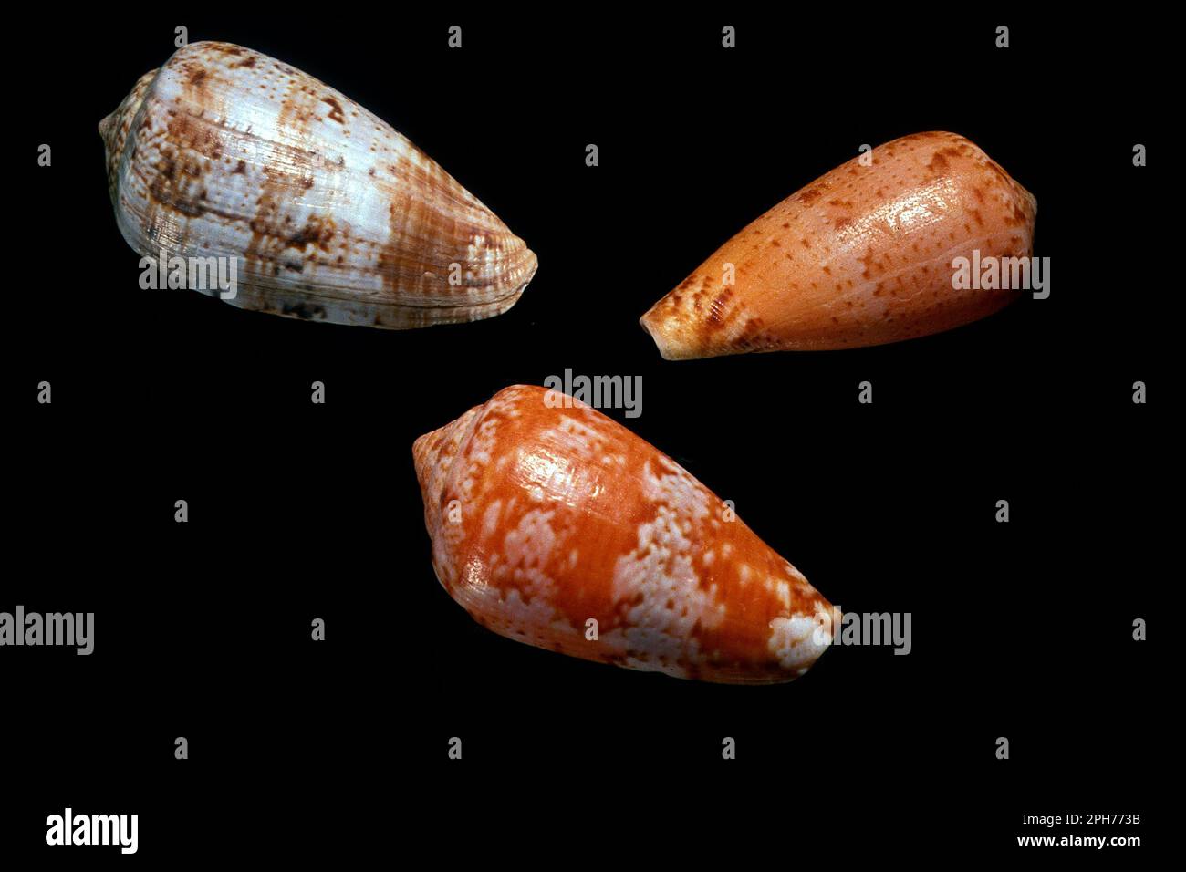 Conus white hi-res stock photography and images - Alamy