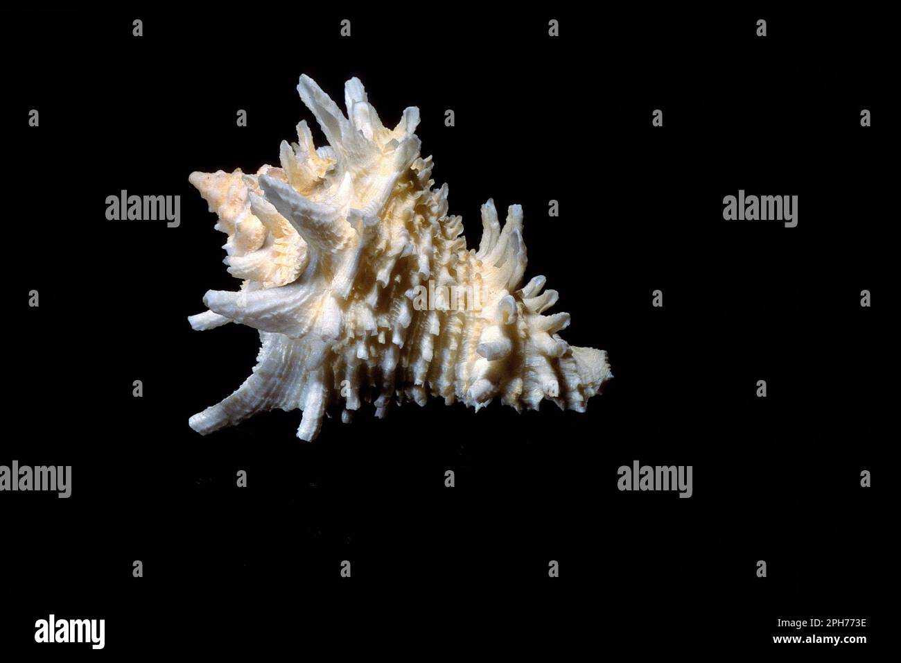 Vasidae hi-res stock photography and images - Alamy
