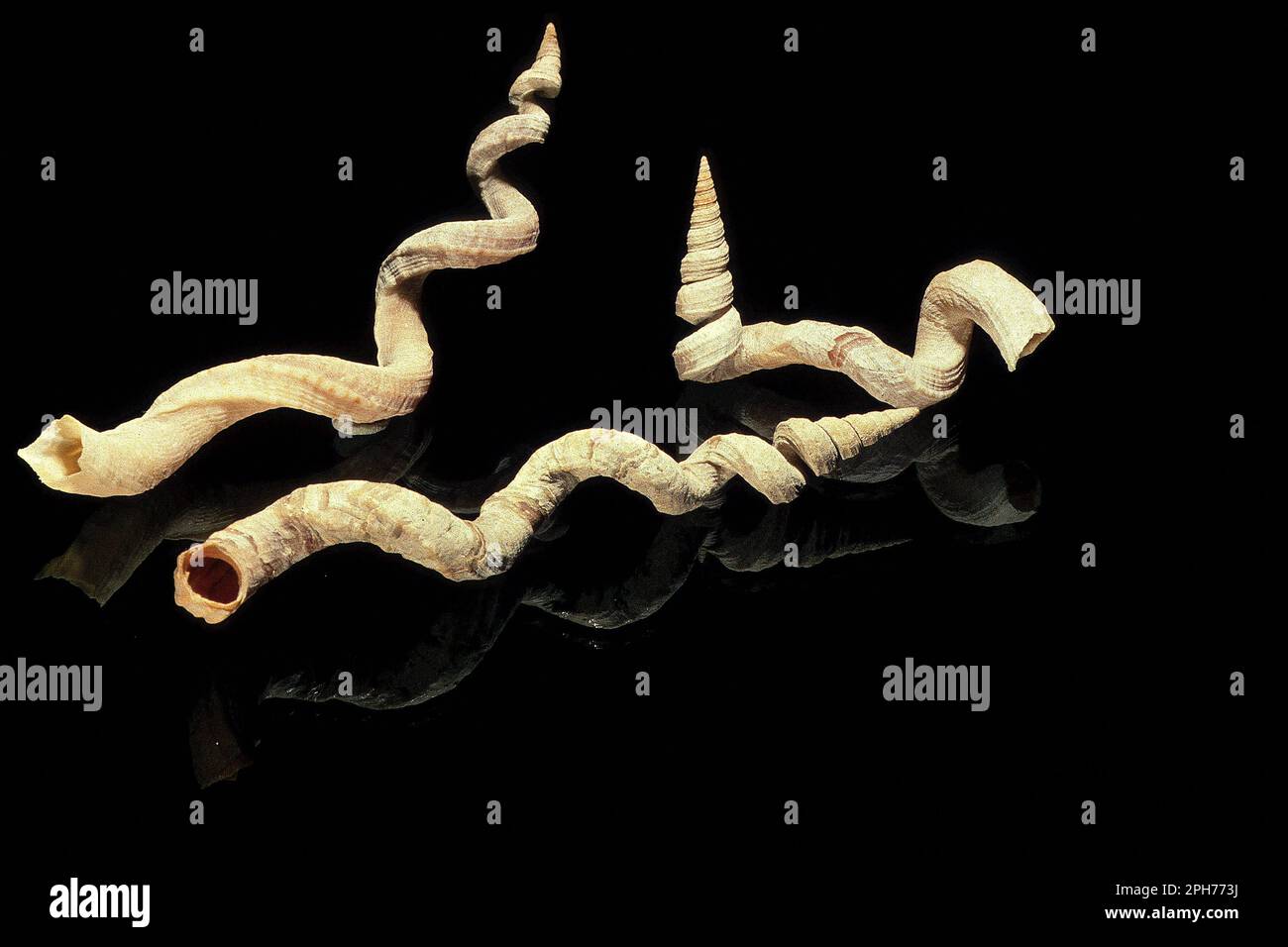 Vermicularidae hi-res stock photography and images - Alamy