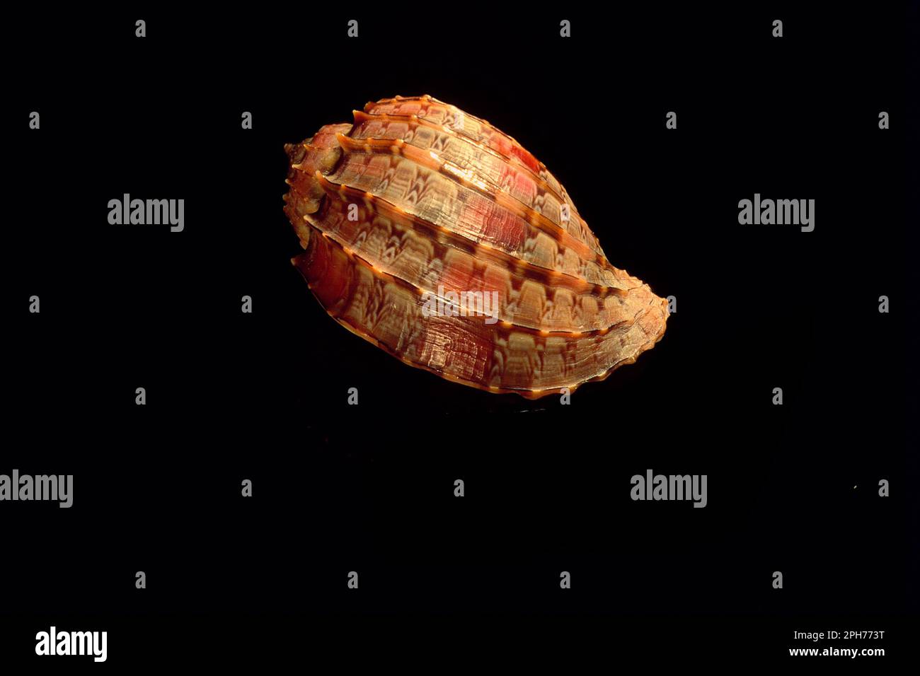 Arpa, Harpa doris, Senegal, Africa Stock Photo - Alamy