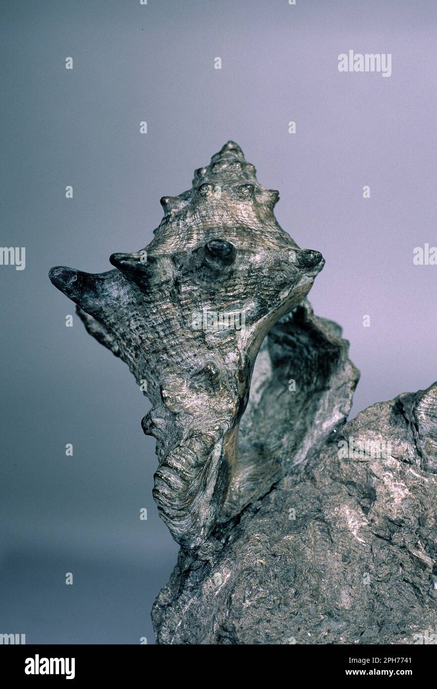 Murex sp, Fossile. Germania Stock Photo - Alamy
