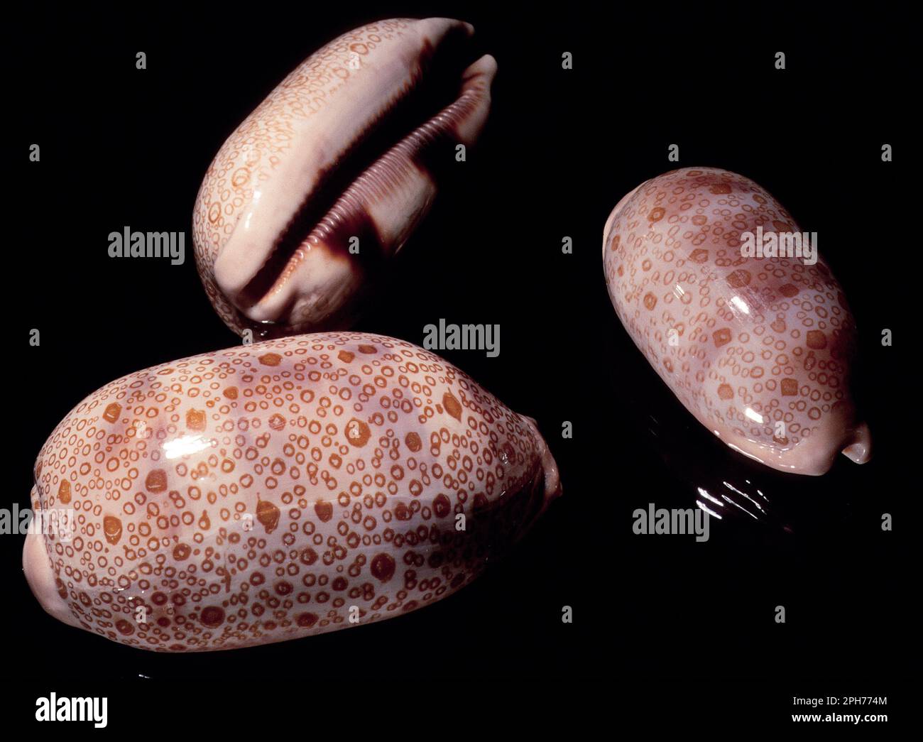 Ciprea hi-res stock photography and images - Alamy