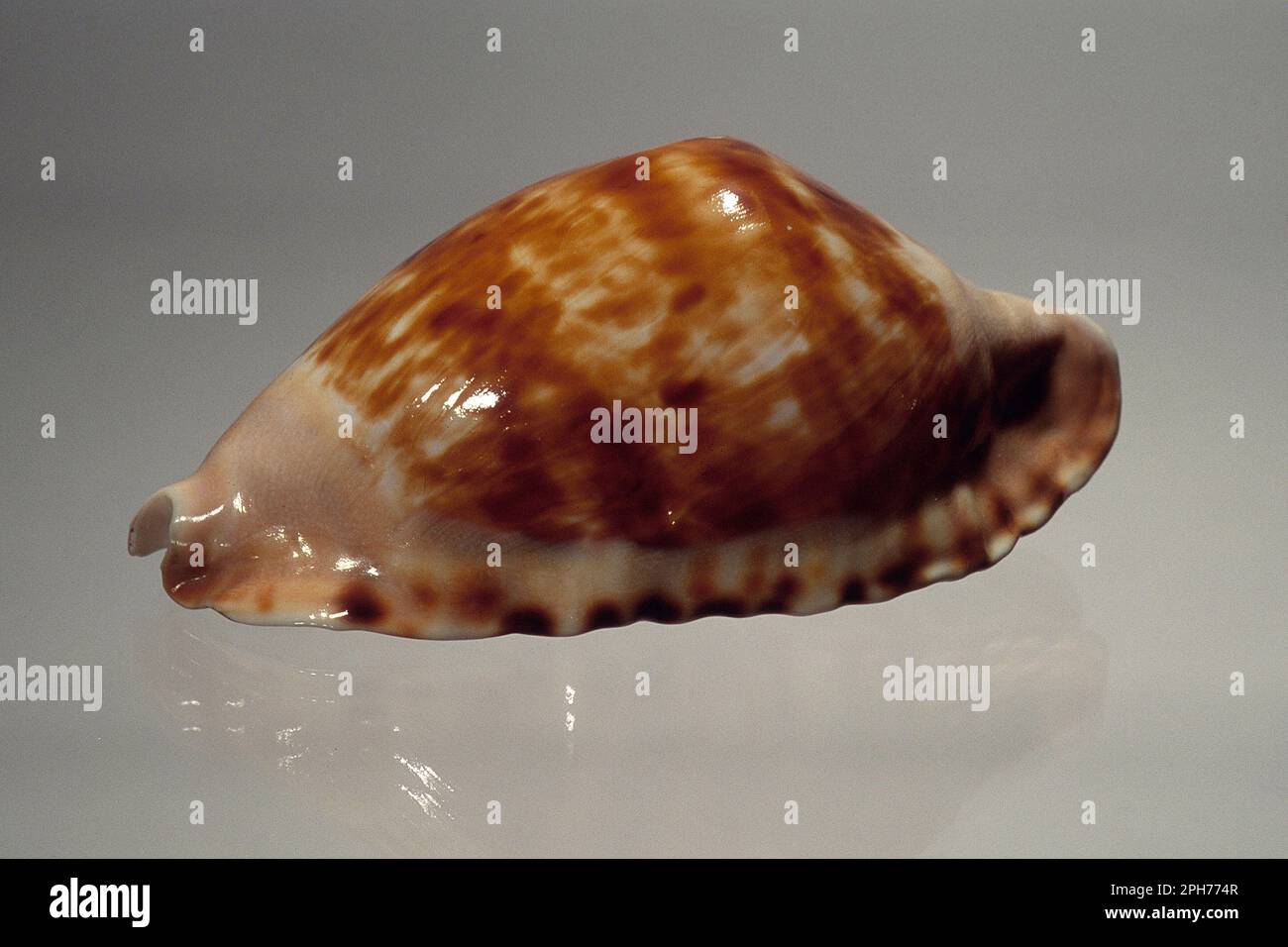 Ciprea (Zoila marginata Stock Photo - Alamy