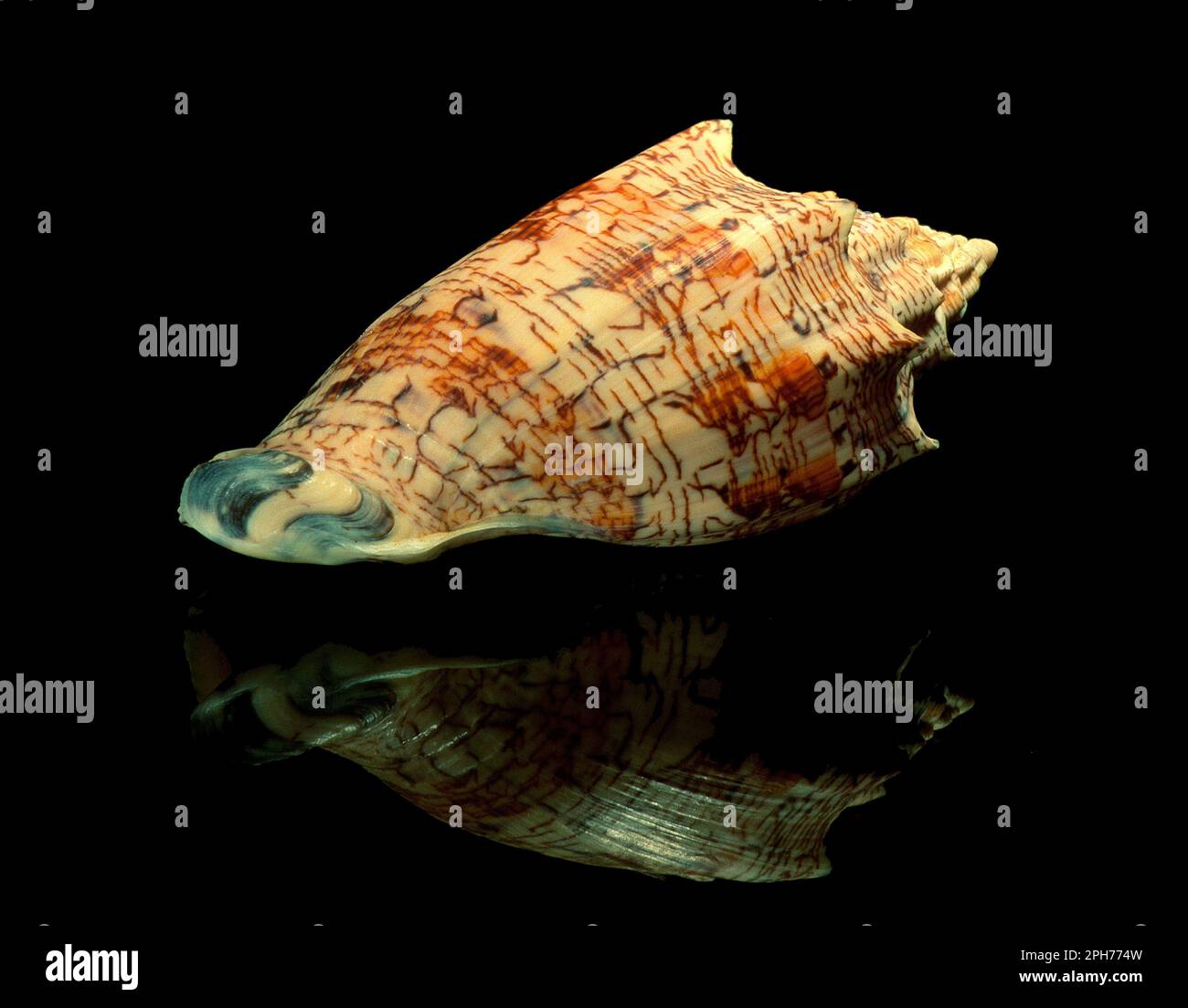 Sea shell, Voluta ebrea. Brasile Stock Photo - Alamy
