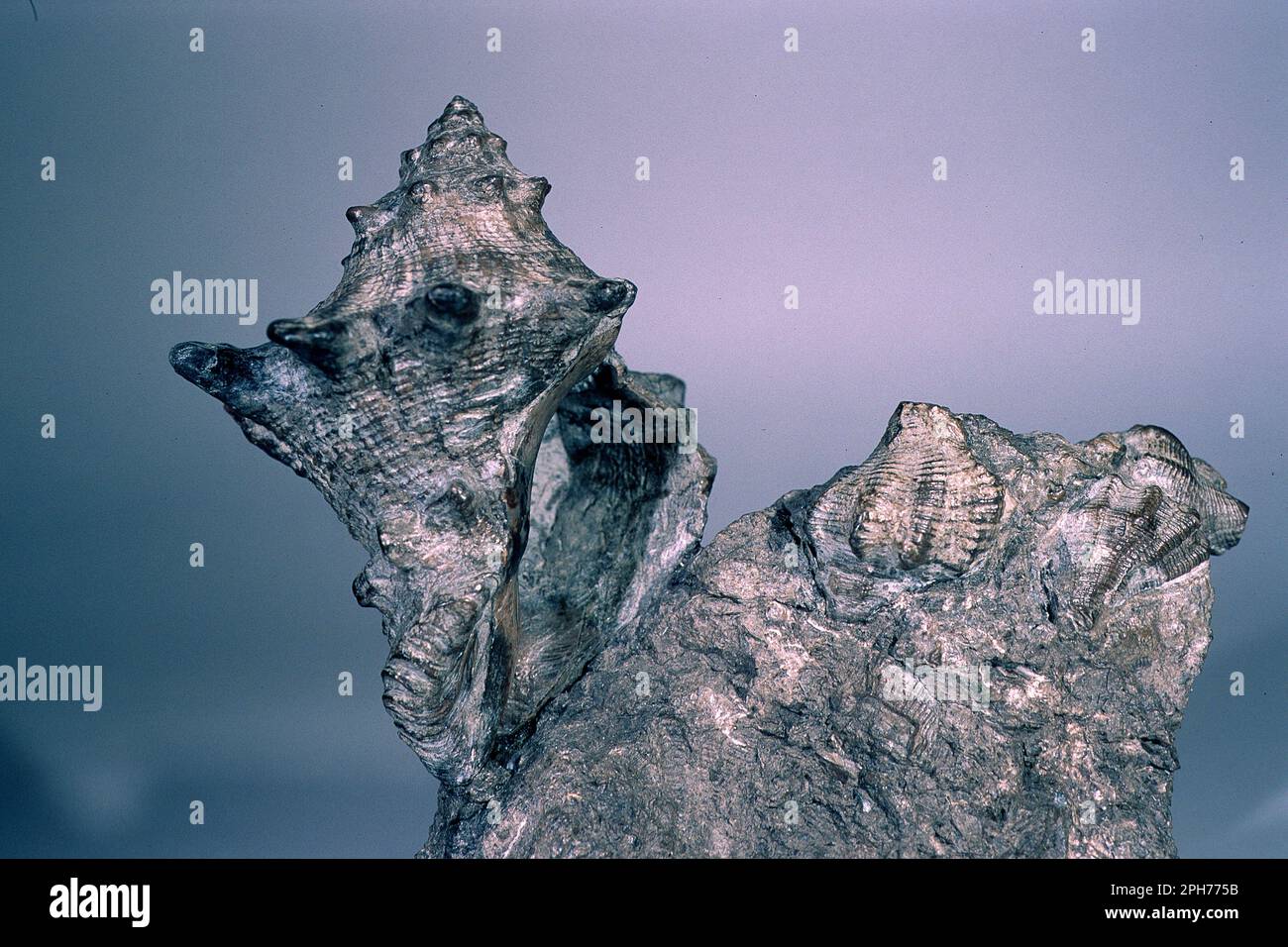 Murex sp hi-res stock photography and images - Alamy