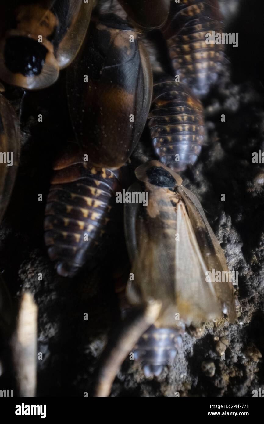 Spooky and disgusting big striped bugs insects close up still Stock ...