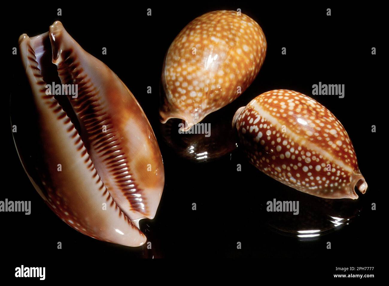 Ciprea (Macrocypraea cervus). Florida Stock Photo - Alamy