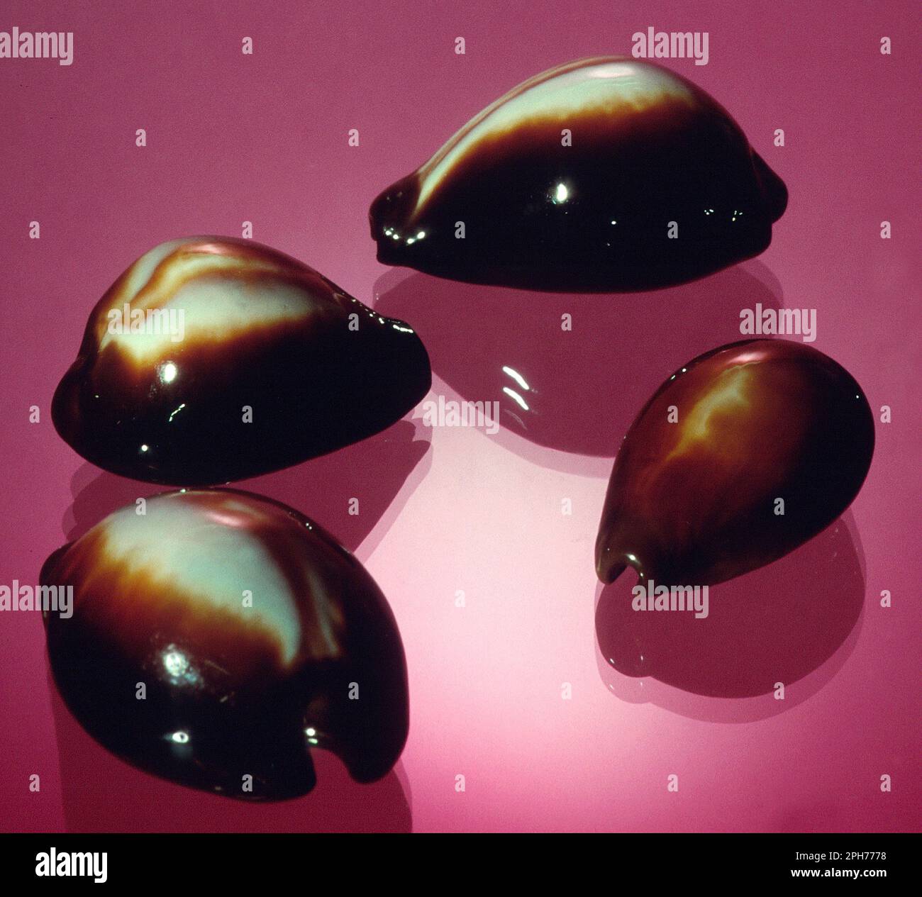 Onyx animal hi-res stock photography and images - Alamy