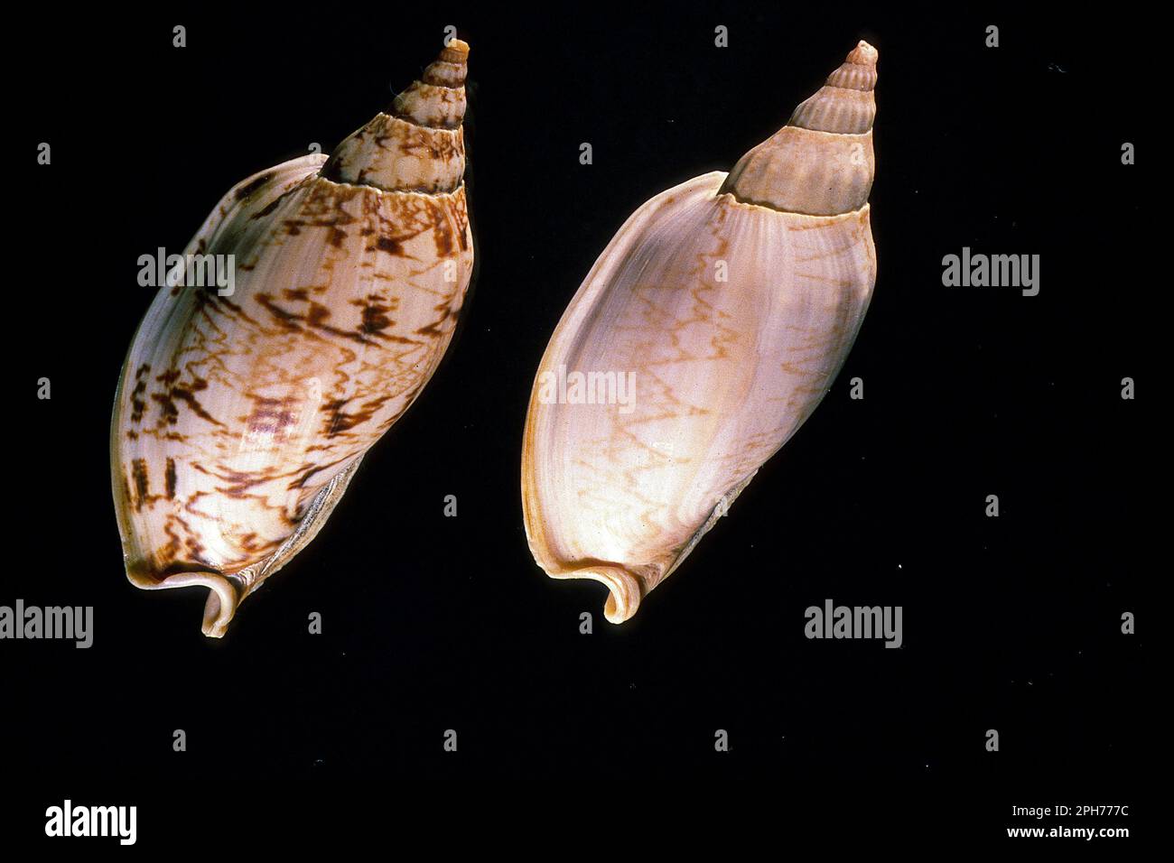 Nuova zelanda hi-res stock photography and images - Alamy