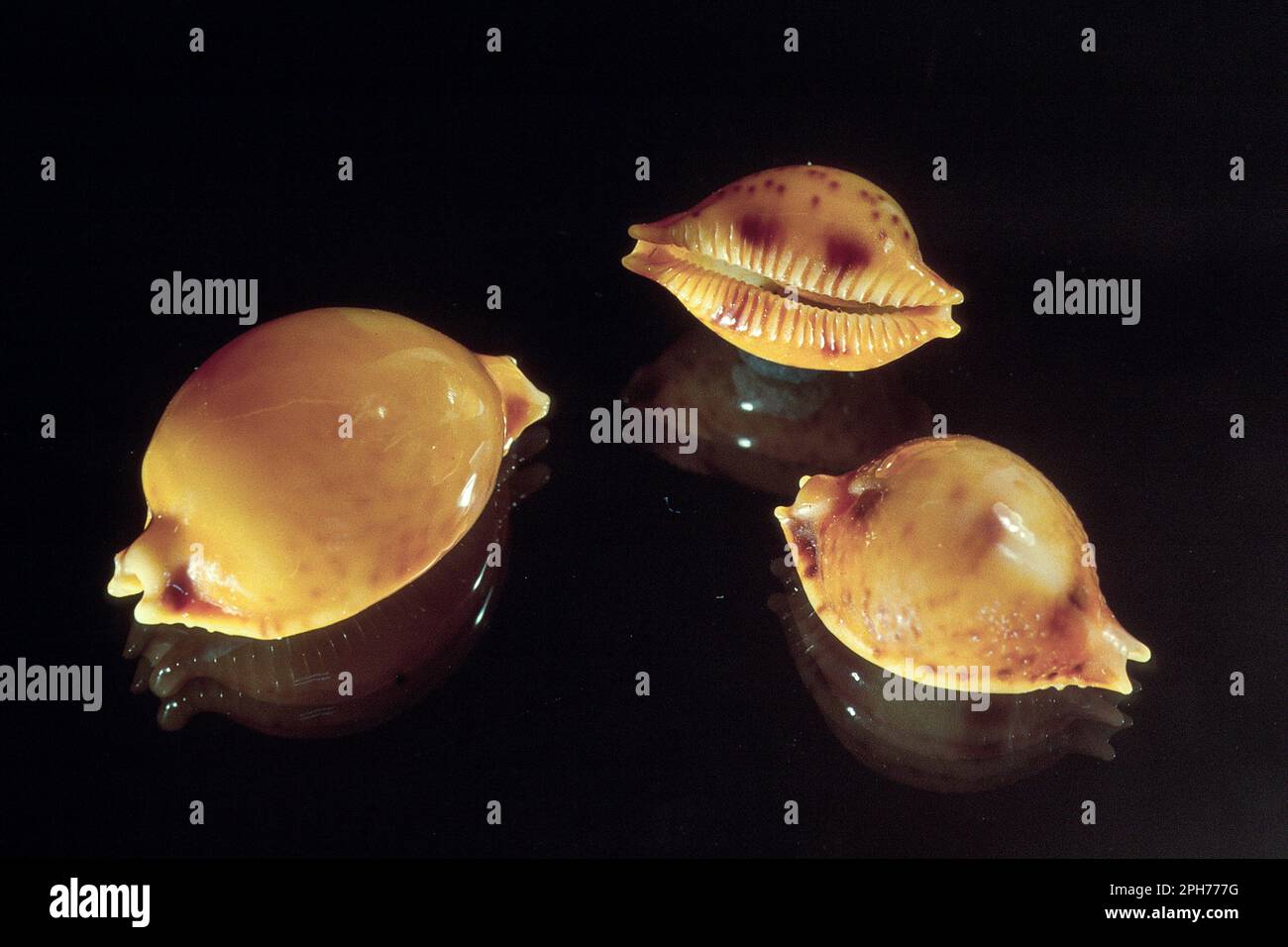 Pustularia cicercula hi-res stock photography and images - Alamy