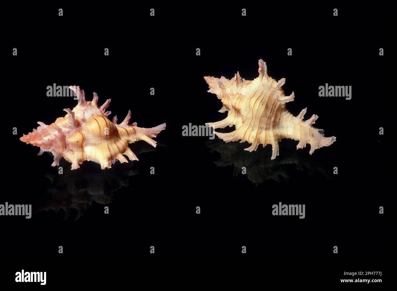 Conchiglie invertebrate hi-res stock photography and images - Alamy