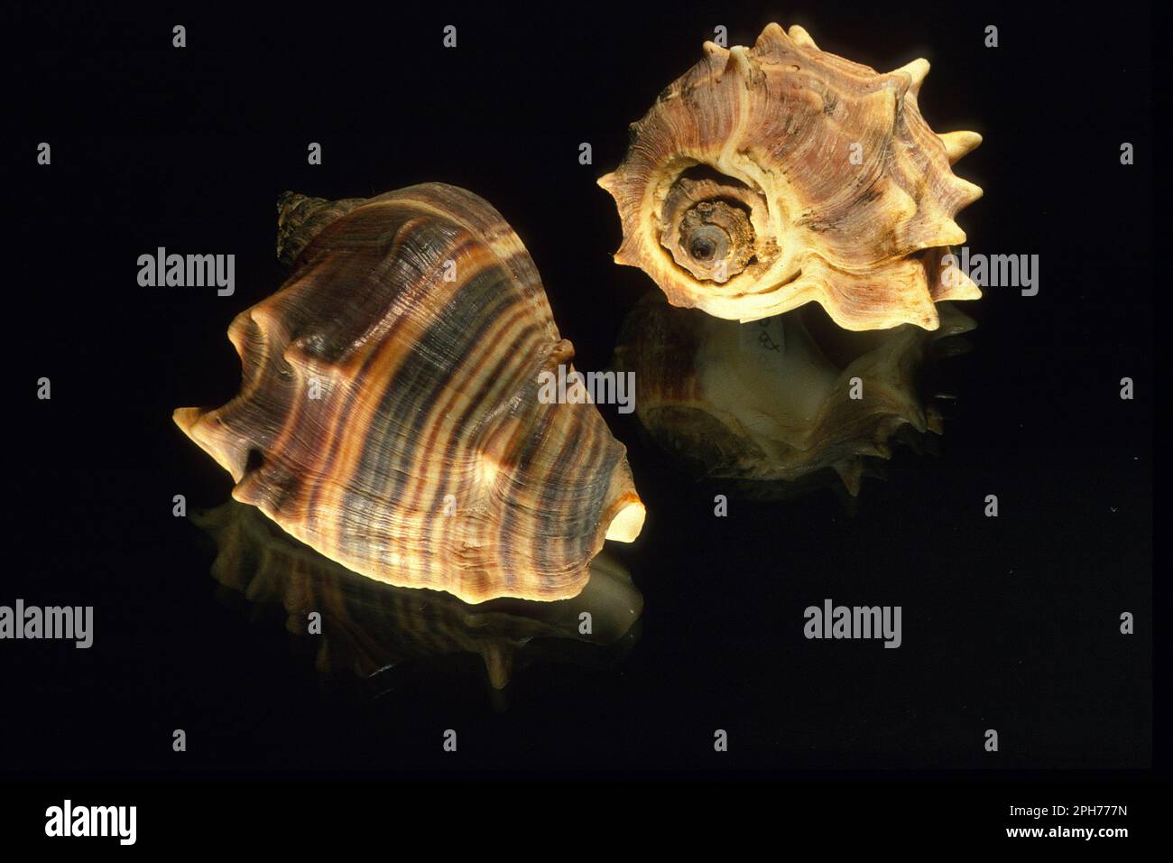 Spiral melongena hi-res stock photography and images - Alamy