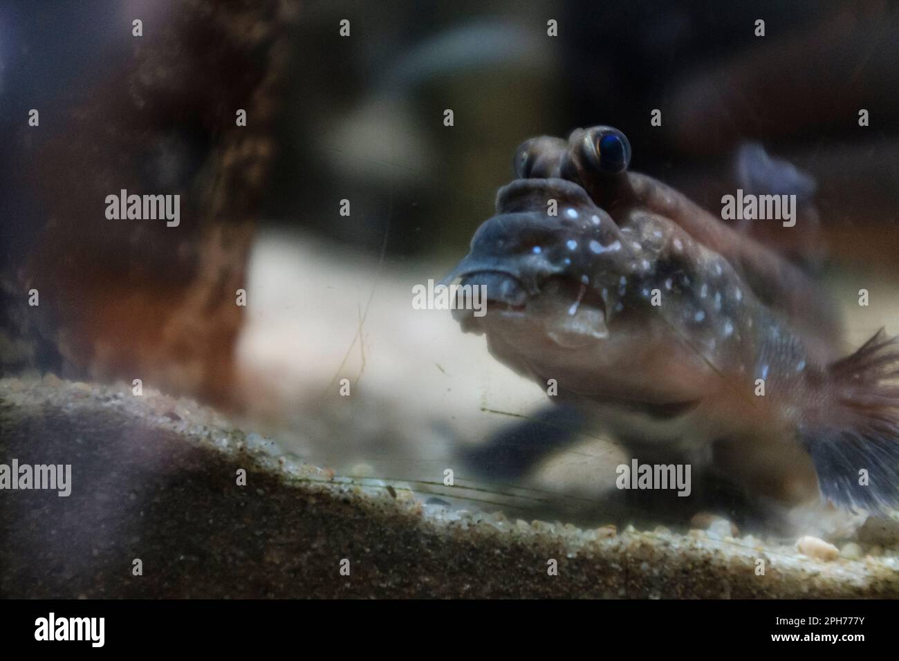 Ugly burrow fish getting out of the water Stock Photo - Alamy