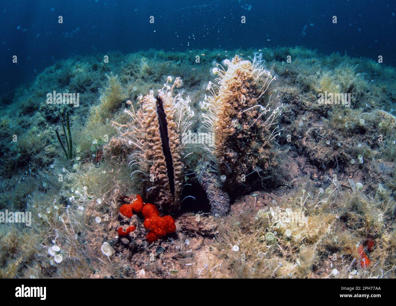 Nacchera (Pinna nobilis). Pen shell, Grand Nacre. Porto Conte. Sardegna ...