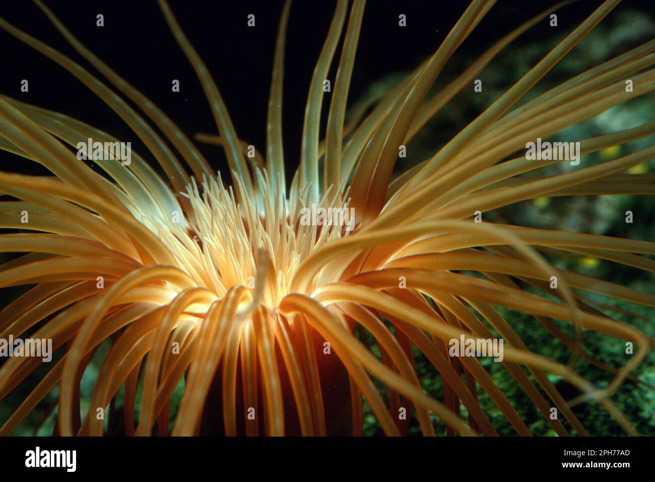 Tube Anemone, Cerianthus membranaceus Stock Photo - Alamy