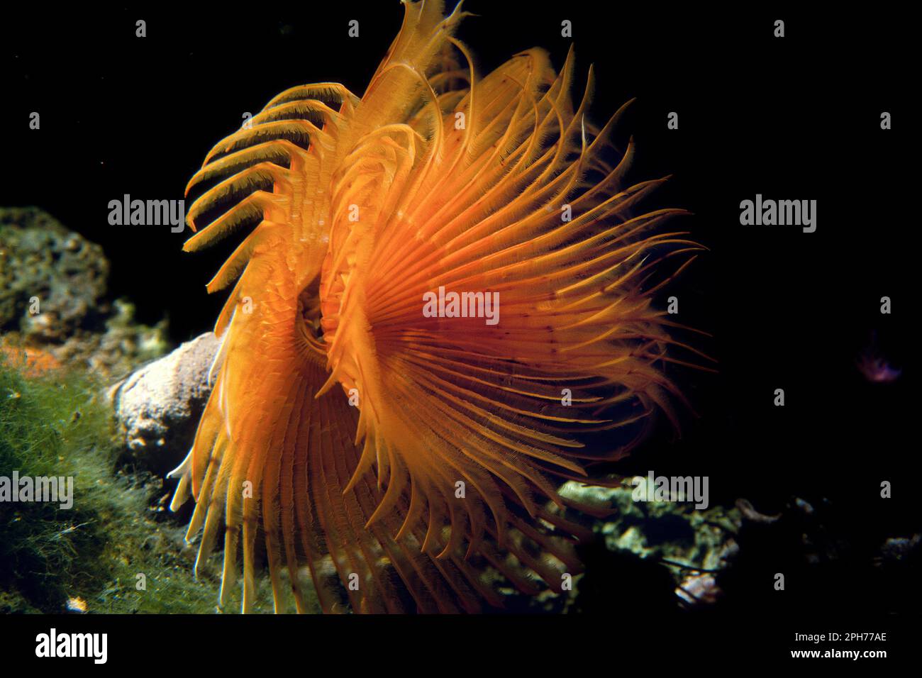 Twin-fan Worm (Bispira volutacornis) fans expanded from tube, on rocky ...