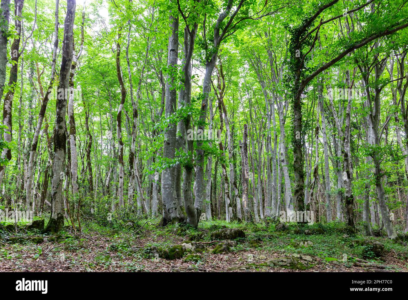 Colchis Forest, protected relict forest with trees overgrown with moss ...