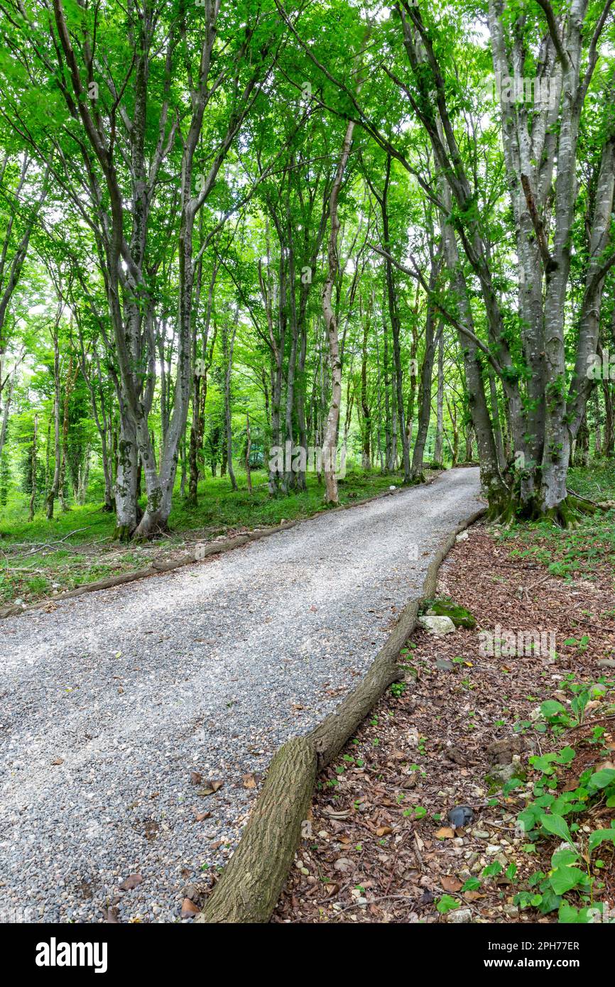 Colchian forest hi-res stock photography and images - Alamy