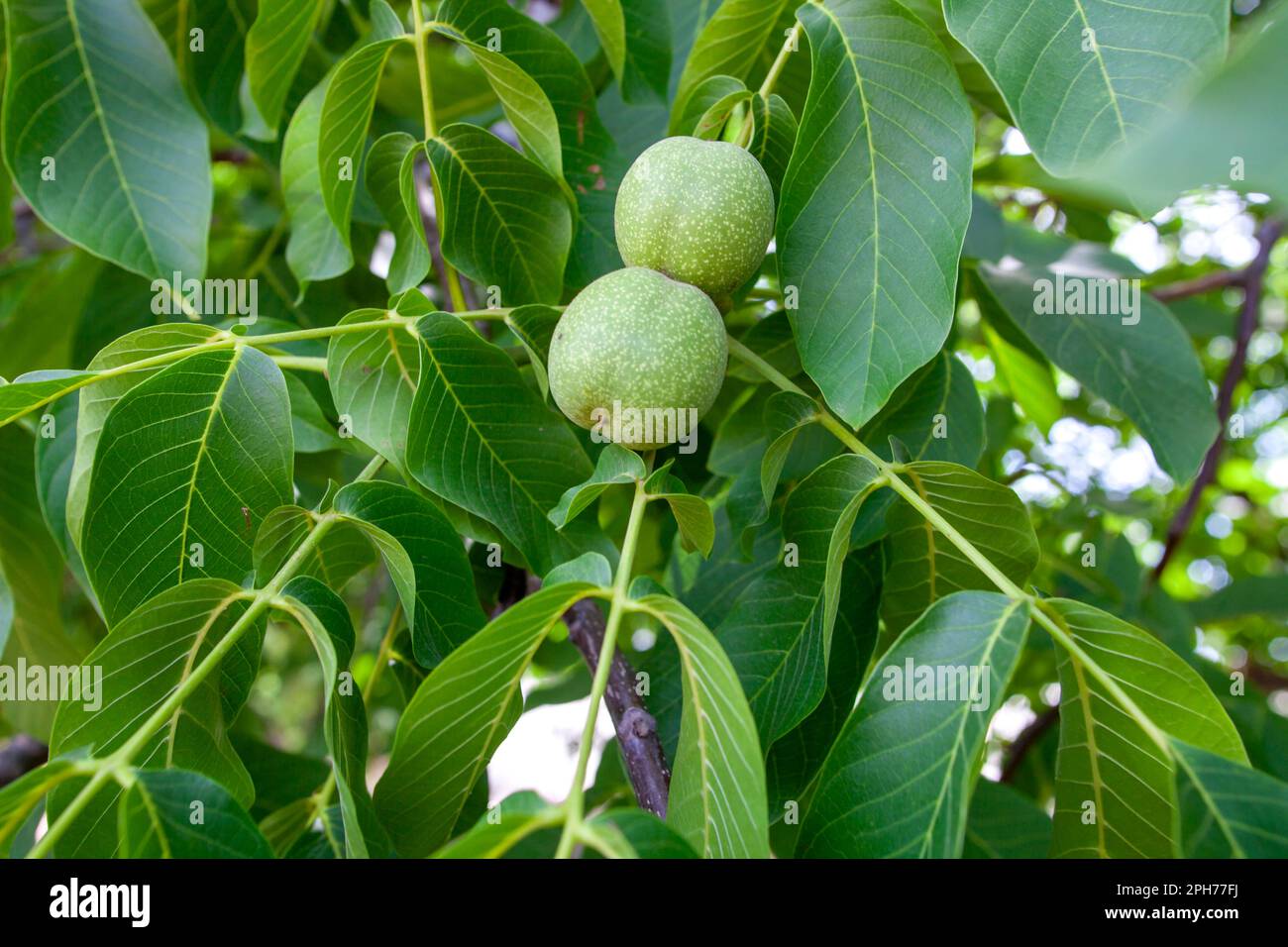 Fruits of a walnut on a branch of a tree Stock Photo - Alamy