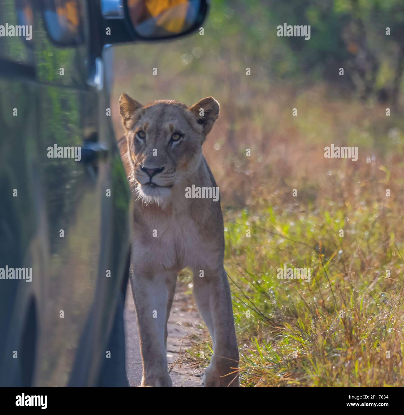 Lion during African safari in Kruger national park South Africa Stock ...