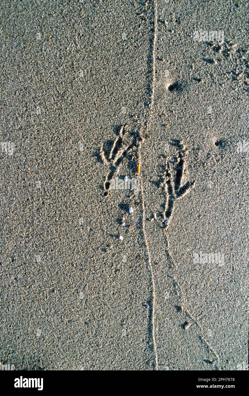bird track (footprint) in sand on a beach Stock Photo - Alamy