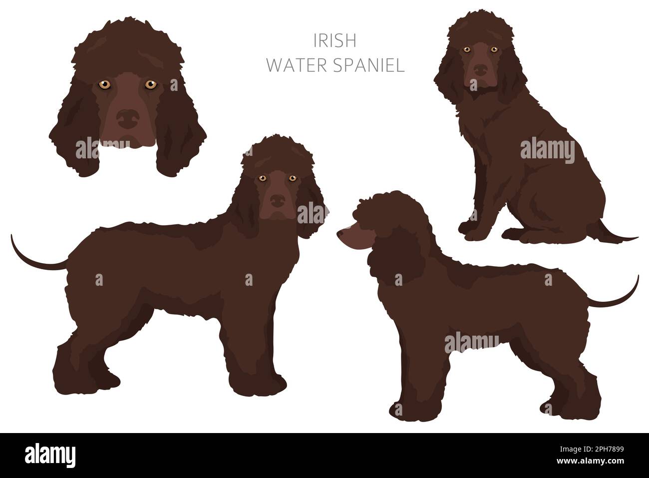 Irish water spaniel clipart. Different poses, coat colors set. Vector ...