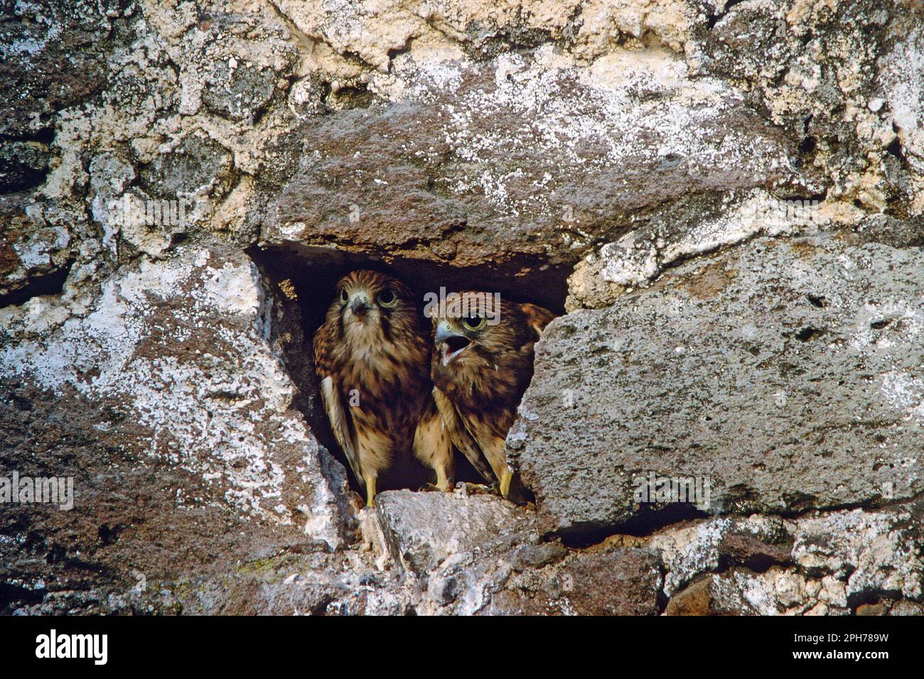 young kestrel, Falcus tinnunculus, in the nest.Alghero. Sardegna ...
