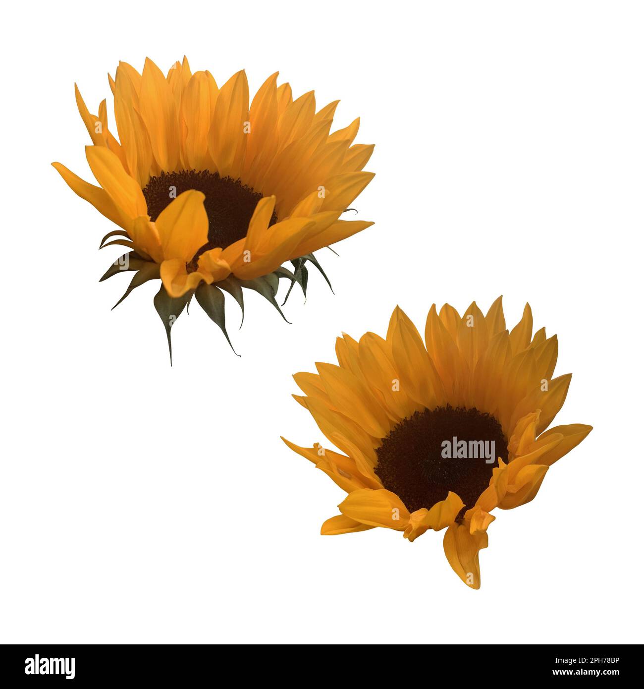 Bright yellow sun soft Cut Out Stock Images & Pictures - Alamy