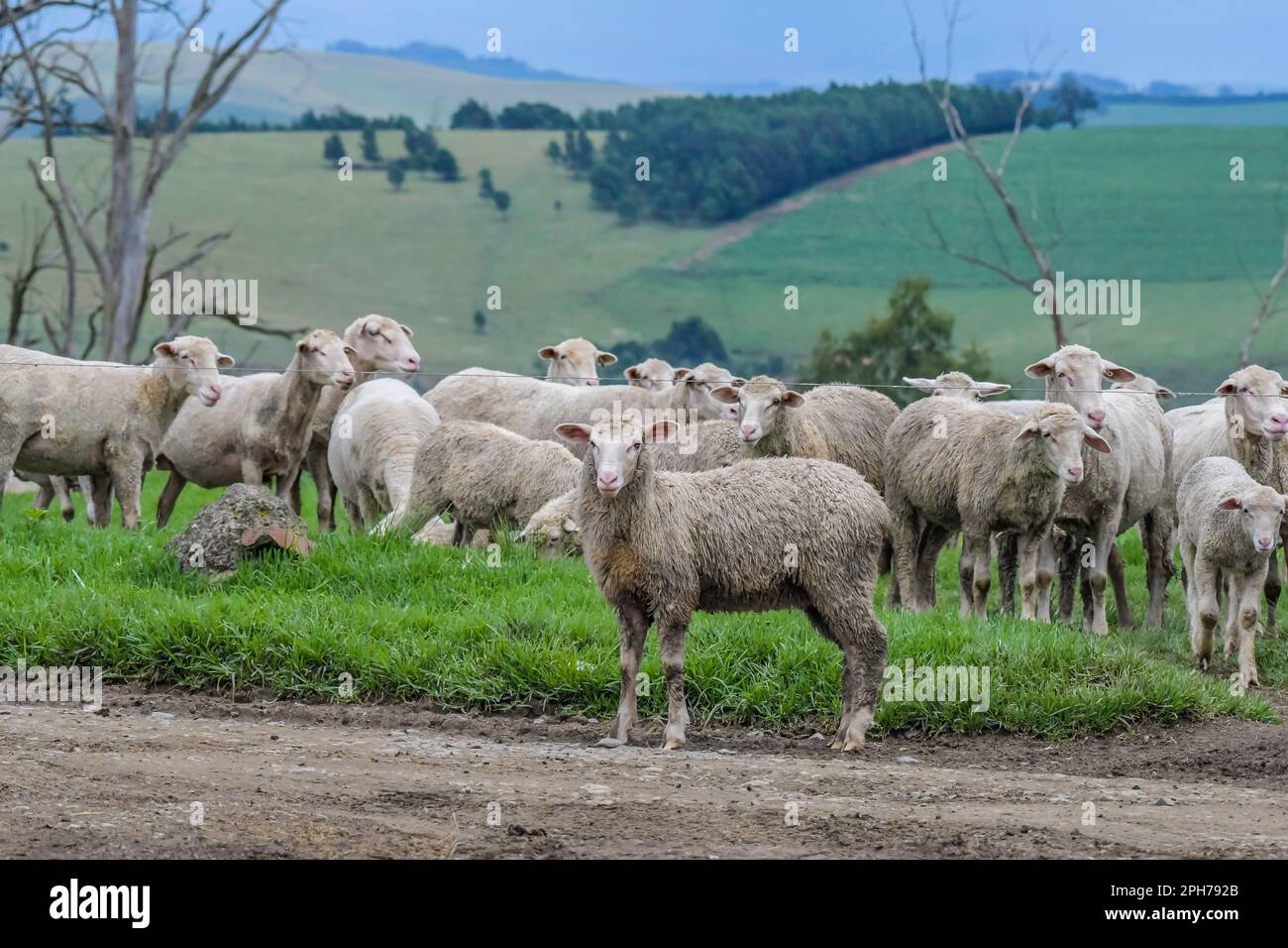 Farm animal agriculture in countryside midlands south africa Stock ...