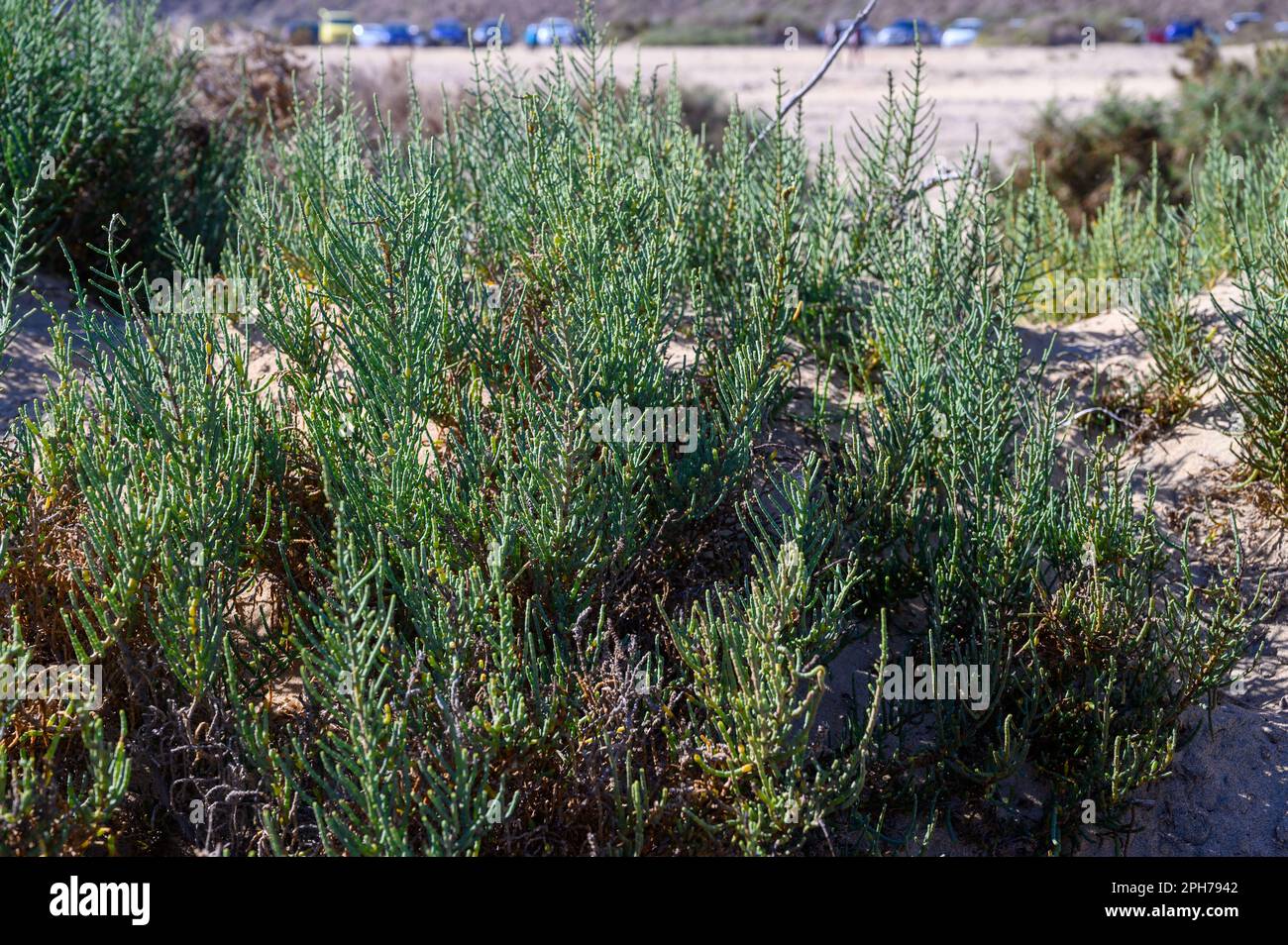 Salicornia edible plants growing in salt marshes, beaches, named also ...