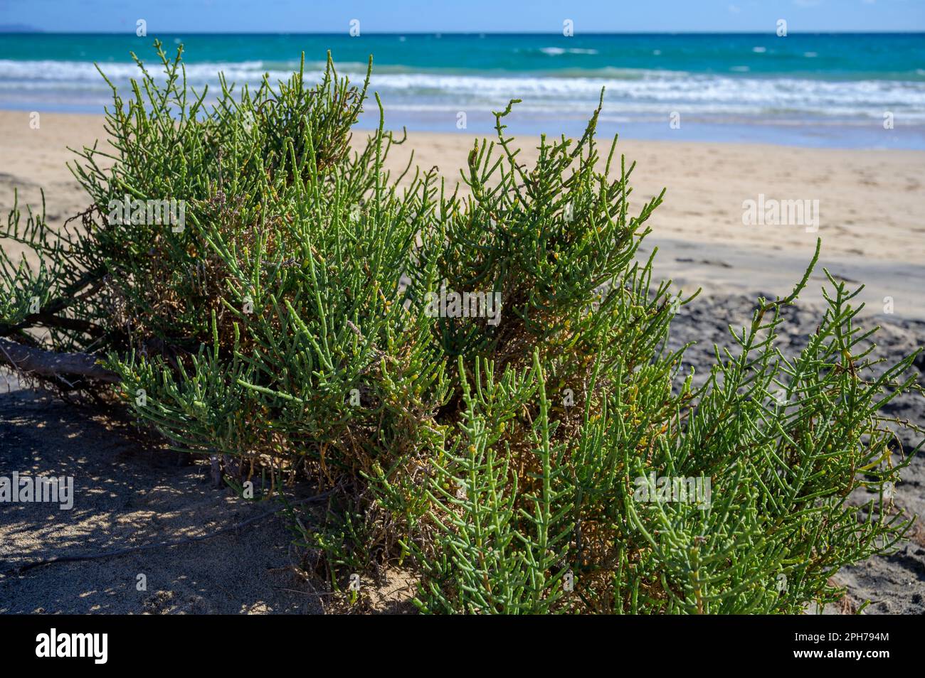 Salicornia edible plants growing in salt marshes, beaches, named also ...