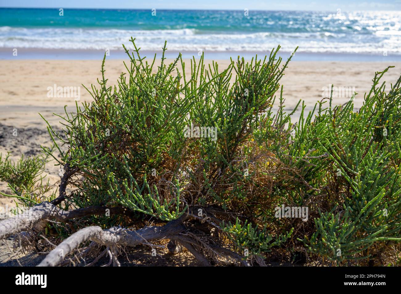 Salicornia edible plants growing in salt marshes, beaches, named also ...