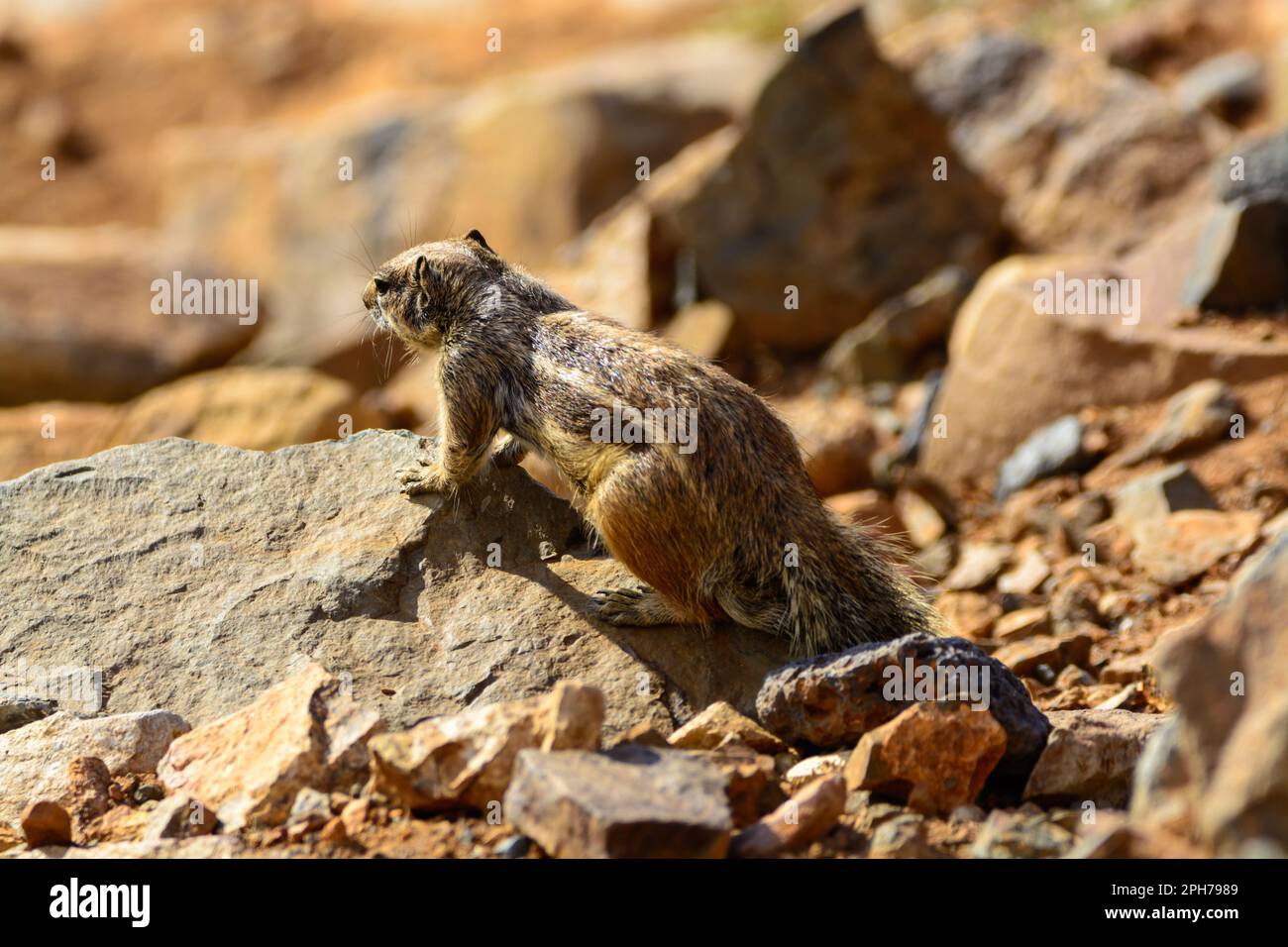 Chipmunk on fuerteventura hi-res stock photography and images - Alamy