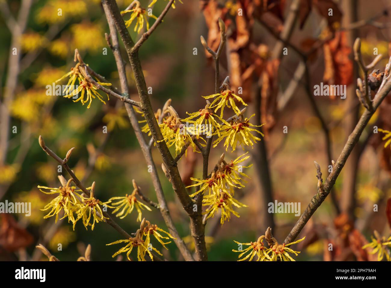 Flower of hamamelis intermedia in early spring. Hamamelis has gorgeous ...