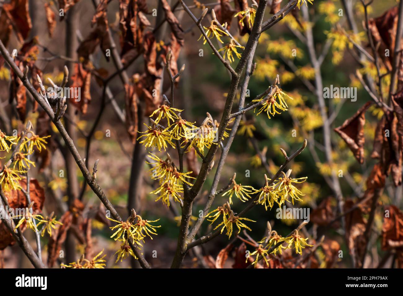 Flower of hamamelis intermedia in early spring. Hamamelis has gorgeous ...