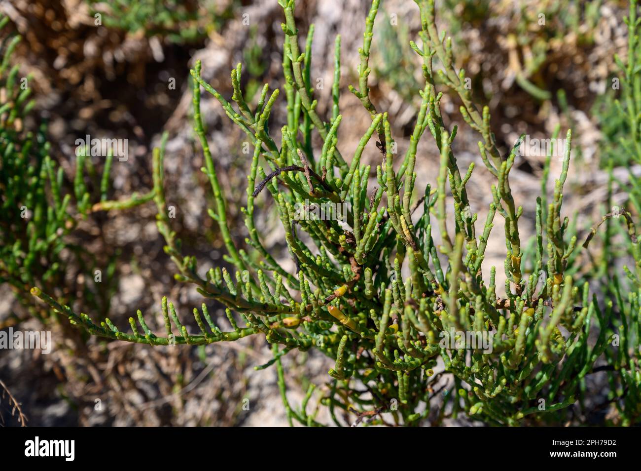 Salicornia edible plants growing in salt marshes, beaches, named also ...