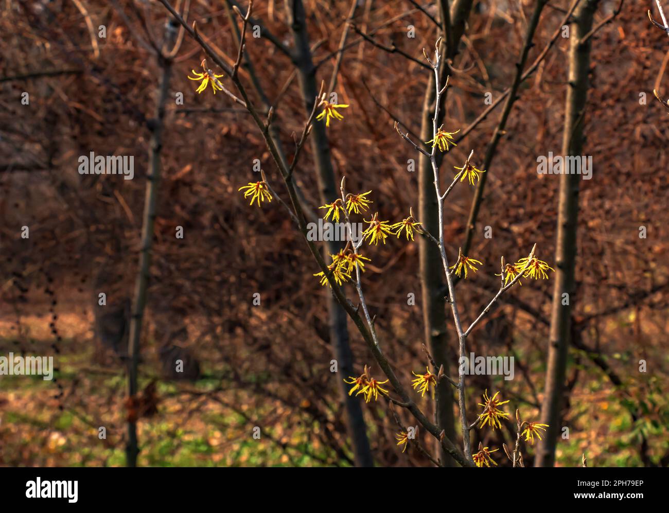 Flower of hamamelis intermedia in early spring. Hamamelis has gorgeous ...