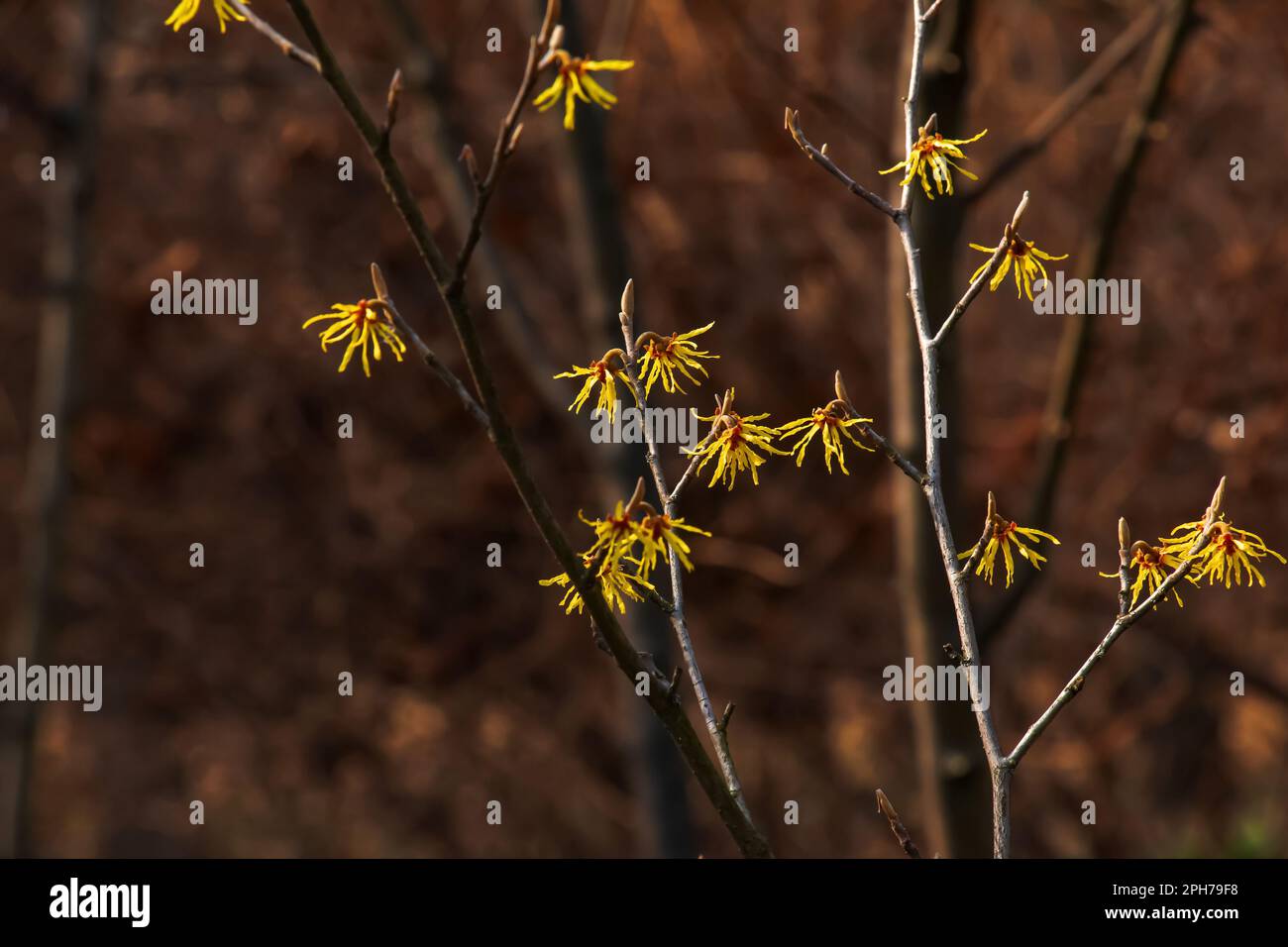 Flower of hamamelis intermedia in early spring. Hamamelis has gorgeous ...