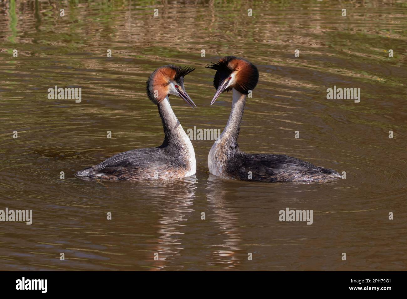 Great Crested Grebe (Podiceps cristatus) showing courtship display, the ...