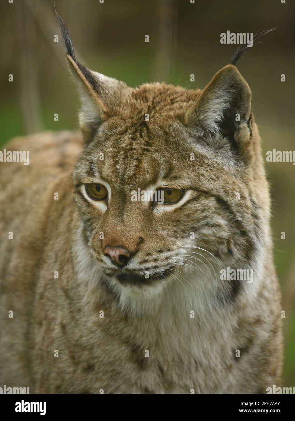 Asian lynx hi-res stock photography and images - Alamy
