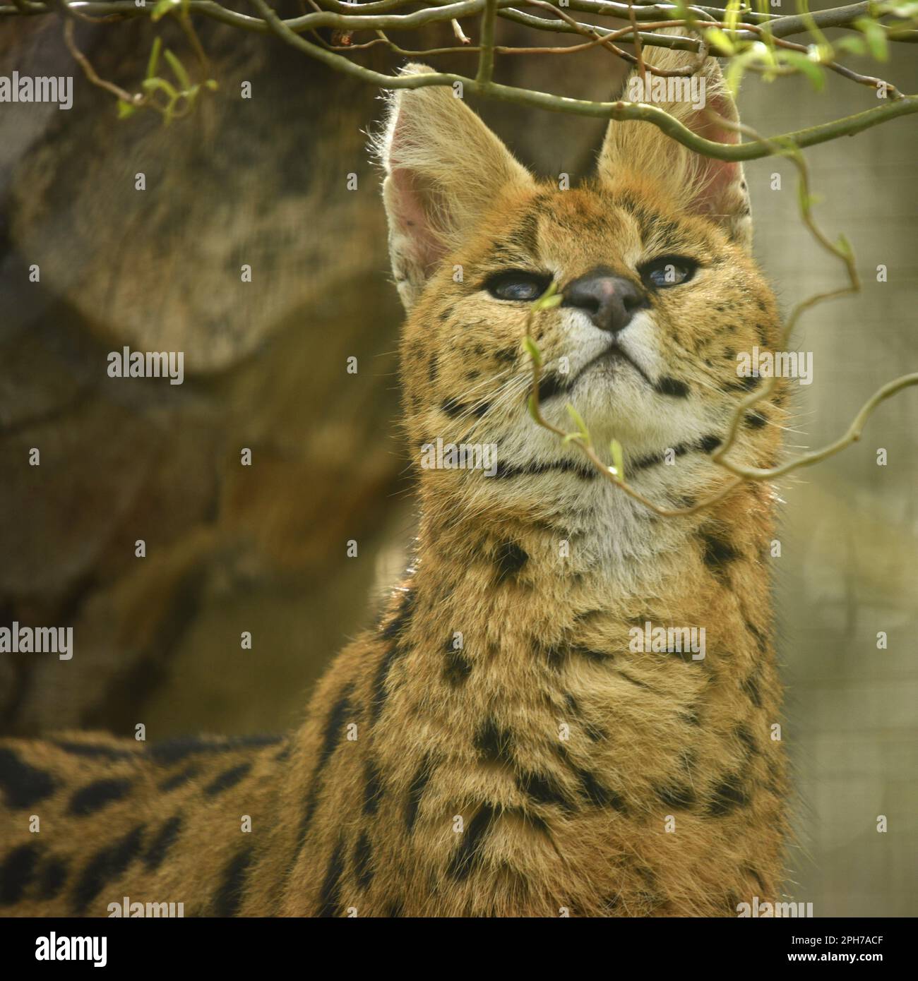 "Big cats", "wildlife", "serval", "cats", "wildlife conservation Stock ...