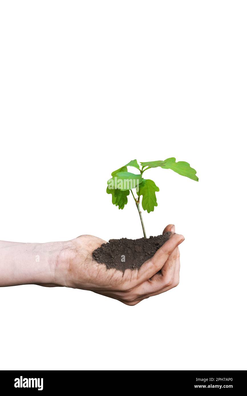 Close up view on the palms holding oak sapling. Plant in the hands ...