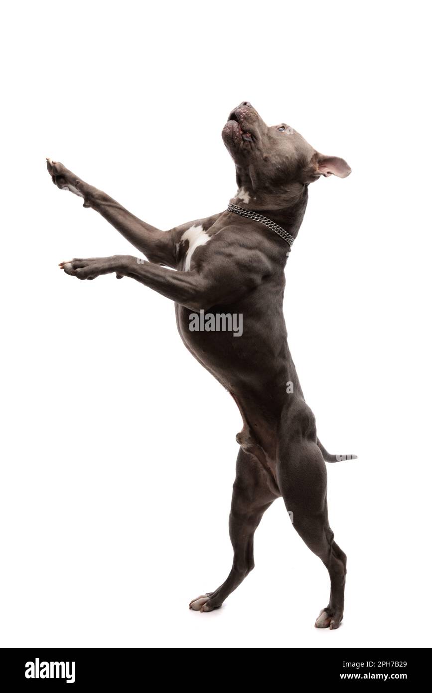 Picture of beautiful American Staffordshire Terrier dog standing on ...