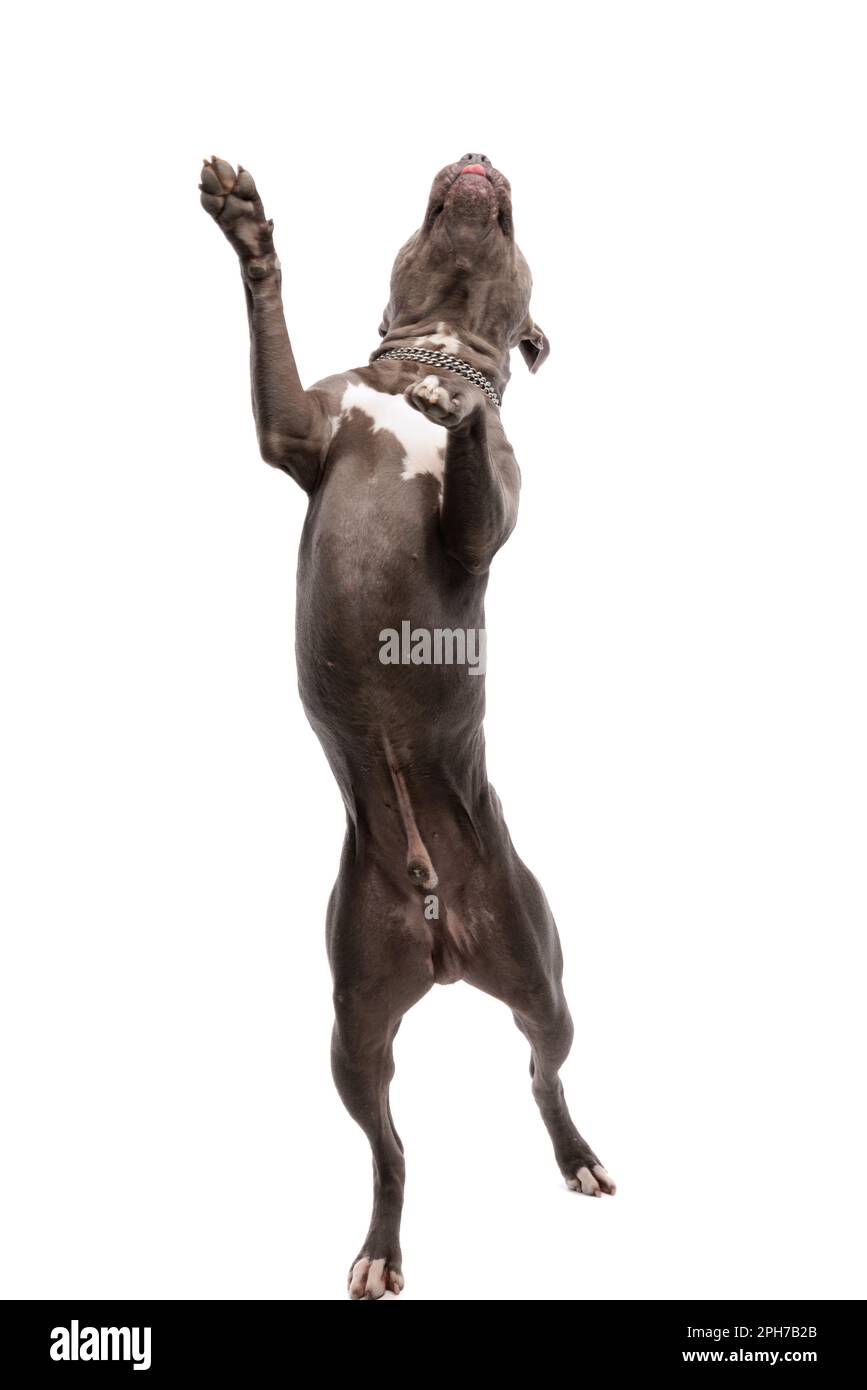 Picture of sweet American Staffordshire Terrier dog dancing whil ...