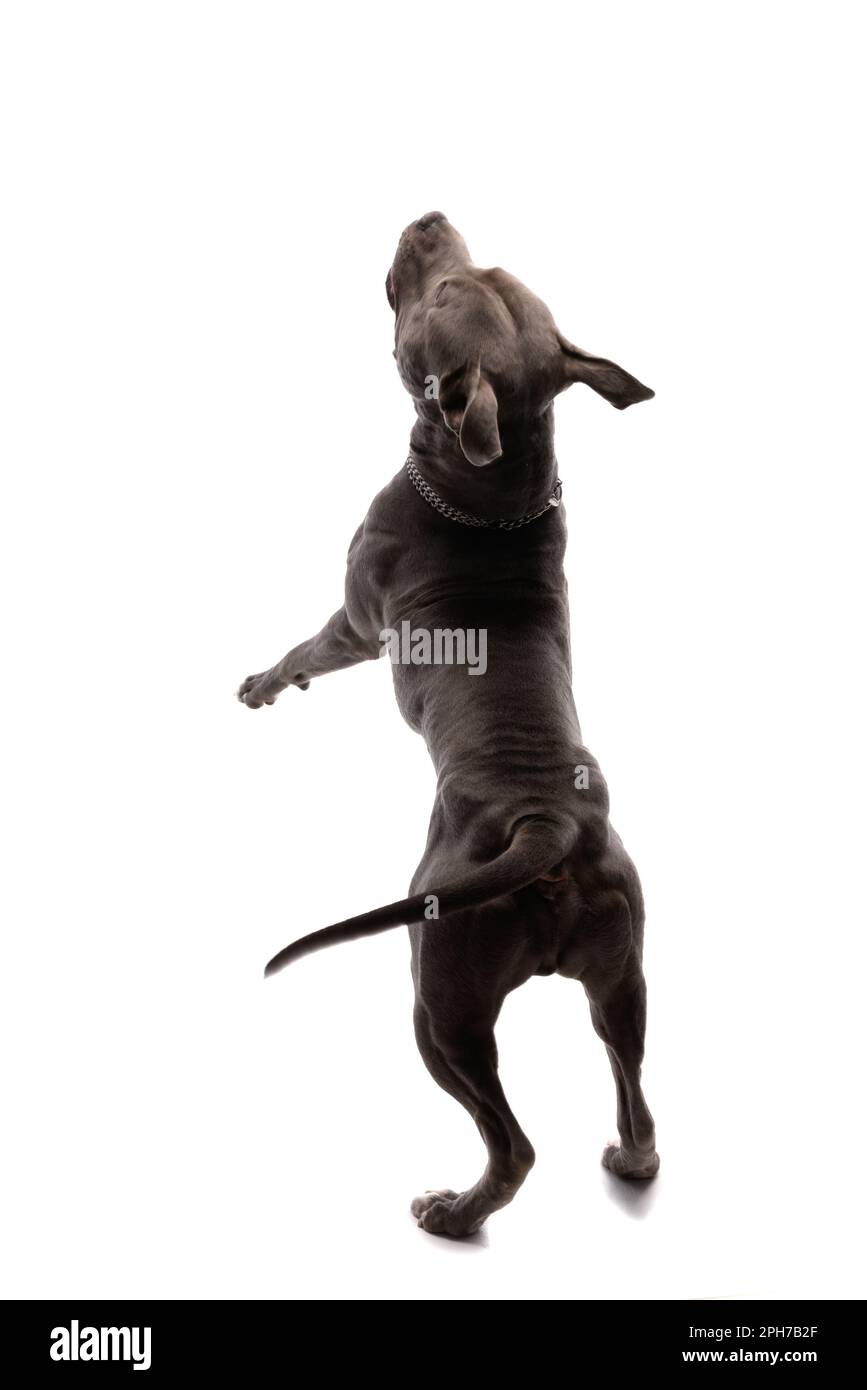 Picture of sweet American Staffordshire Terrier dog showing his back ...