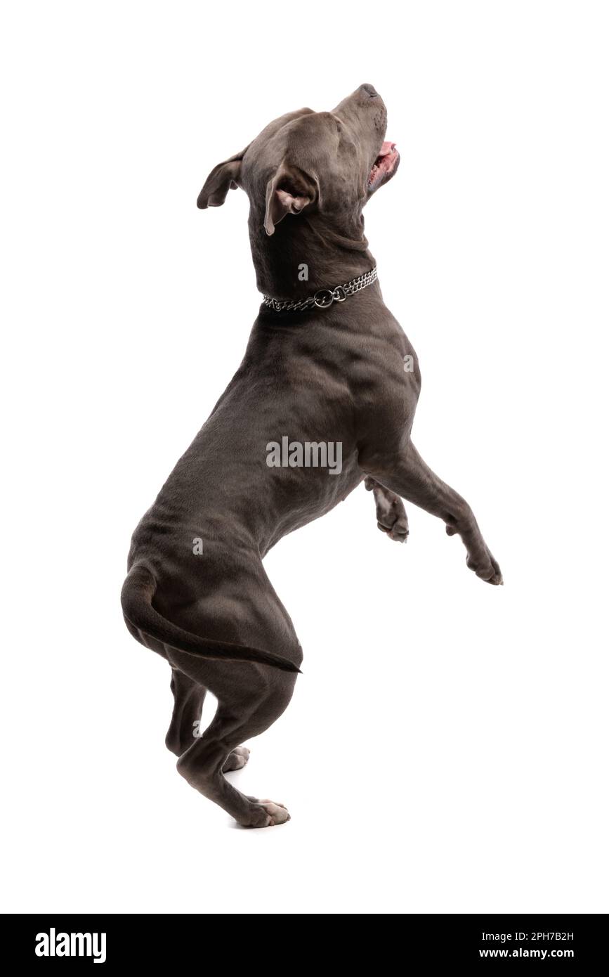 Picture of cute American Staffordshire Terrier dog turning to the side ...
